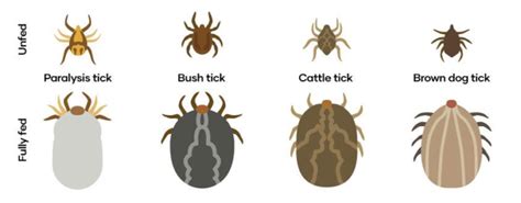 Australian Tick Identification Chart