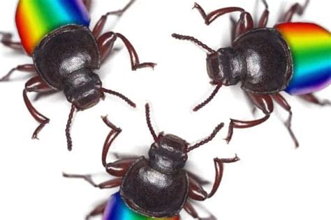 insect homosexuality just a case of mistaken identity