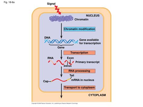 Ppt Ch 18 Regulation Of Gene Expression Powerpoint Presentation