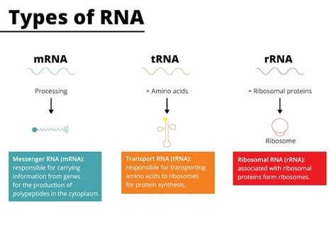 Premium Vector Types Of Rna Messenger Rna Mrna Transport Rna Trna