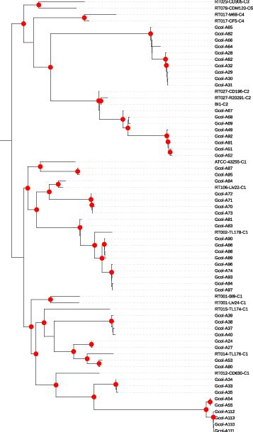 Determination Of Phylogenetic Relationships From Pangenome Analysis