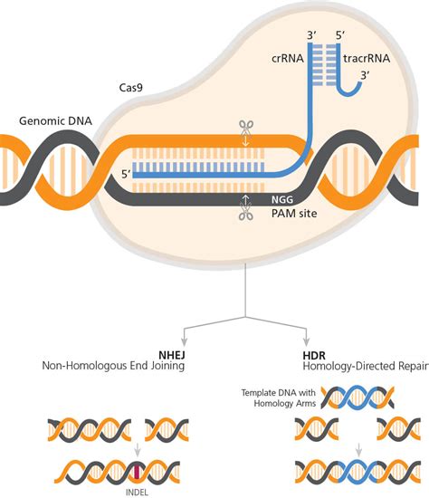 Crispr Cas9 Genome Editing Images
