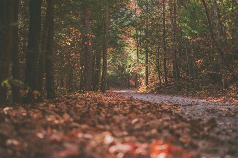 Dark Autumn Tree Wallpapers Wallpaper Cave