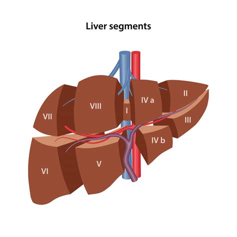 Bile Duct Cancer Symptoms And Treatment Nexus Surgical