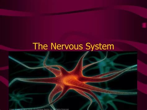 Ppt The Nervous System Powerpoint Presentation Free Download Id 874223