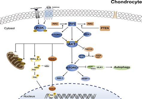 Pi3k Akt Signaling Pathway