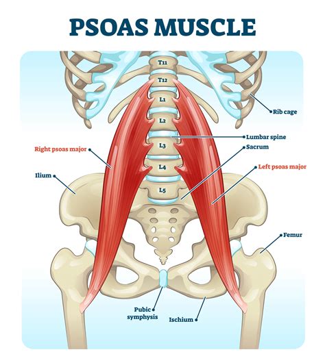 Iliopsoas How And Why To Take Care Of Psoas Iliopsoas Psoas And