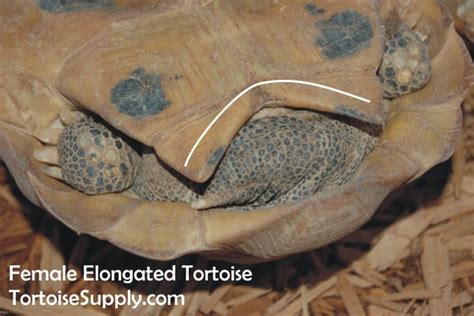 Sexing Your Tortoise How To Determine The Sex Of Your Tortoise