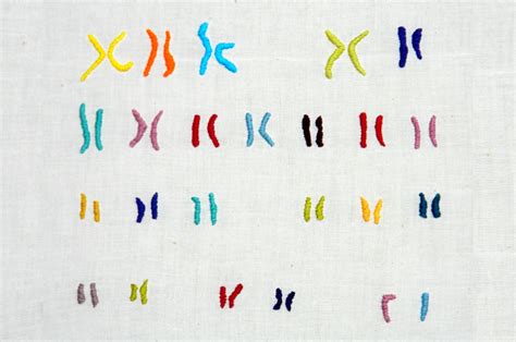 Men Are Slowly Losing Their Y Chromosome News La Trobe University