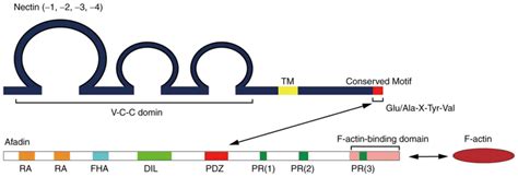 Role Of Nectin‑4 Protein In Cancer Review