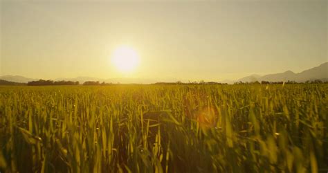 aerial low flight over wheat field at sunrise stock video footage 00
