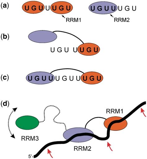 Schematic Representation Of The Binding Of Rrm1 Rrm2 And T187 To Rna