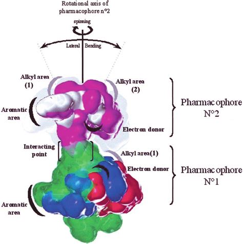 Multisite Model For P Glycoprotein Drug Binding Molcad Representation