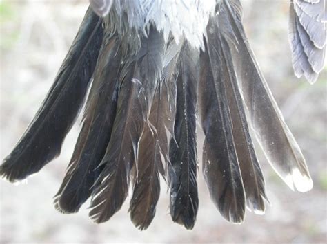 migration research foundation mcgill bird observatory