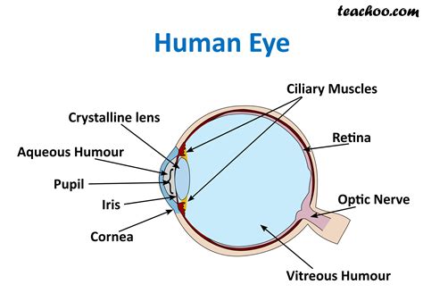 human eye different parts and their functions class 10