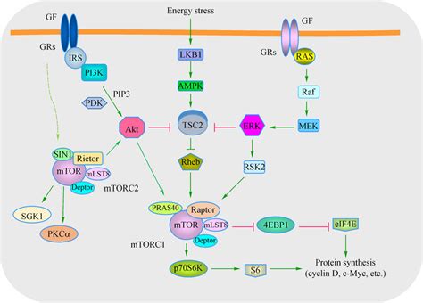 Mtor Complexes And Their Regulation By Various Upstream Signaling