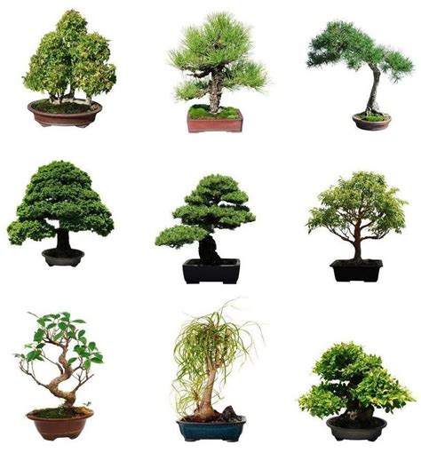 Bonsai Tree Complete Guide How To Grow And Care For Bonsais Foter