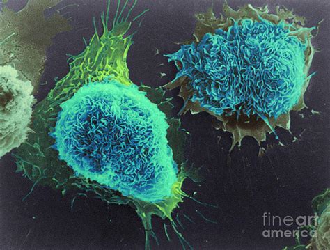 Cultured Cells Sem Photograph By Science Source Fine Art America