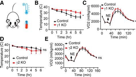 Isoform Specific Functions Of Pparγ In Gene Regulation And Metabolism