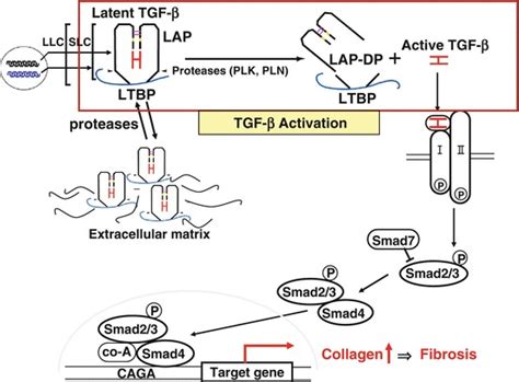 Fig 1 [tgf β Activation And Signaling Pathway ] Innovative