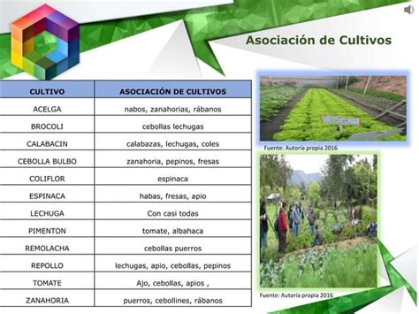 Manejo Integrado De Cultivos Frutas Hoatlizas Pptx
