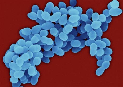 Staphylococcus Aureus Greeting Card By Dennis Kunkel Microscopy Science