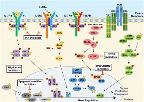 Signaling Pathways Involved In The Pathogenesis Of Ptcl Jak Tyrosine