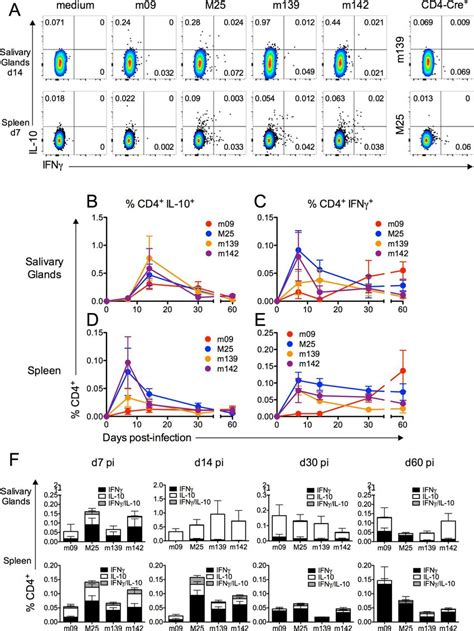Virus Specific Cd4 T Cells Produce Il 10 During Mcmv Infection