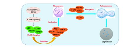 Schematic Diagram Of M6a Methylation Regulating Autophagy Download