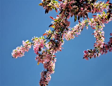 무료 이미지 자연 분기 하늘 잎 가을 식물학 담홍색 플로라 시즌 옥외 아름다움 꽃 피는 식물 우디 식물
