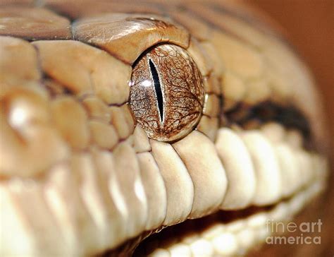 spotted python eye photograph by howard ferrier