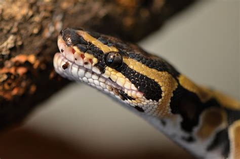 feeding your ball python complete ball python diet guide