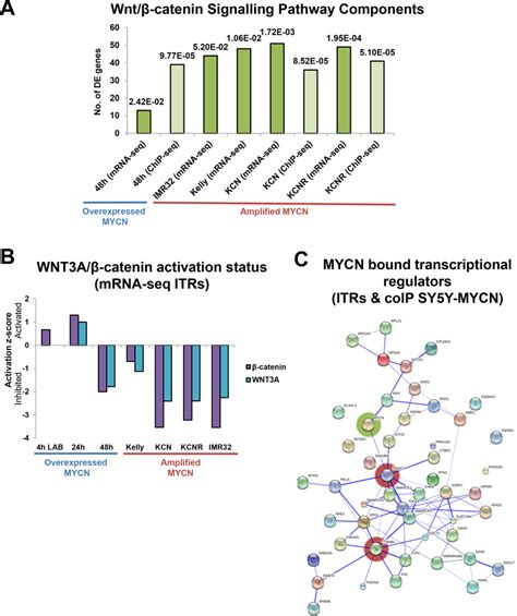 Omic Scale Investigation Of Mycn Interactions With The Wnt β Catenin