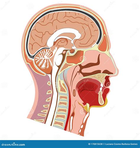 Ilustração Da Anatomia Interna Da Cabeça Humana Ilustração Do Vetor