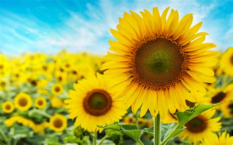 夏の定番「ヒマワリ」の花言葉は本数で変わる？ 特徴や種類、育て方を紹介 Oggi Jp