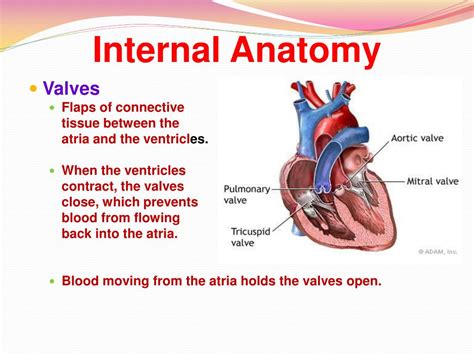 Ppt Body Systems Powerpoint Presentation Free Download Id 1984174