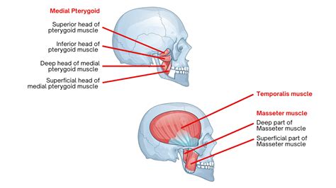 Masticatory Muscles And Cheek Bones Muscular System Anatomy 52 Off