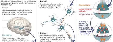 nervous system