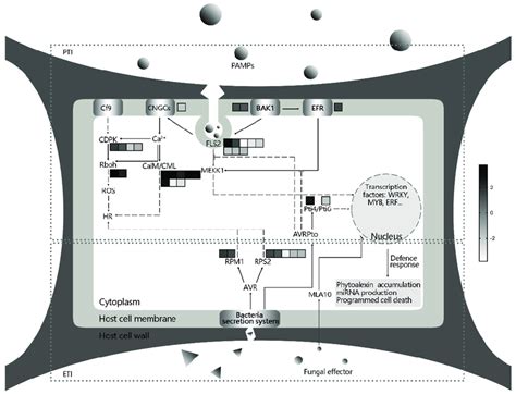 The Patterns Of Pathogen Associated Molecular Patterns Pamps