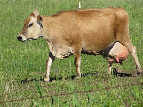 Udderly Amazing I Have Never Seen Such Gigantic Udders Th… Flickr