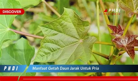 Temukan Manfaat Ajaib Getah Daun Jarak Untuk Pria Yang Bikin Kamu Penasaran