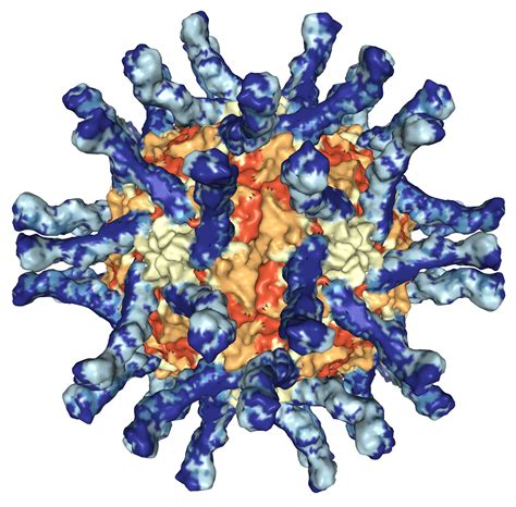 Cd155 Pvr Protein Overview Sino Biological
