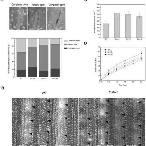 Yeast Complementation Assay Wide Type Wt Yeast Stain By4741 Osvha A