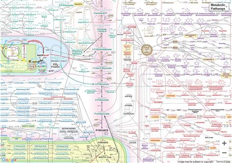 Interactive Metabolic Pathways Map Biochemistry Map Systems Biology