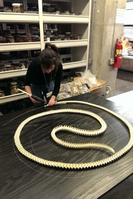 anatomy of a burmese python research news