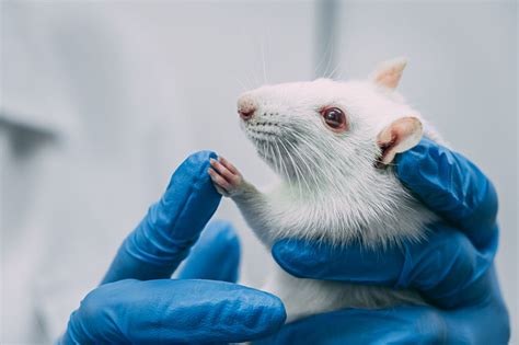 Rat Experiment — Science Learning Hub