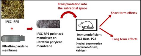 Cells Free Full Text Long Term Transplant Effects Of Ipsc Rpe