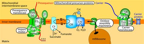 Mitochondrial Intermembrane Space
