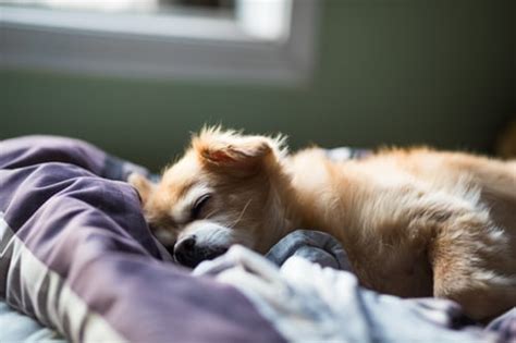 introduction to rest apis — restful web services dzone integration