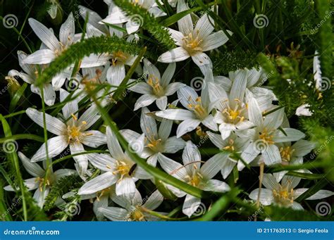Belles Plantes Et Fleurs Italiennes Image Stock Image Du Fleur Flore
